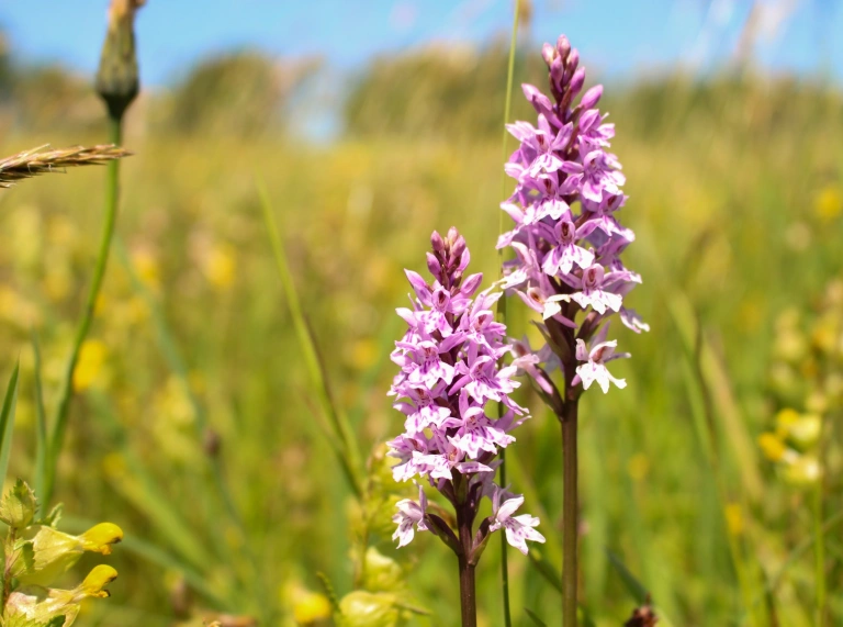 The National Botanic Garden of Wales through the seasons | Visit Wales