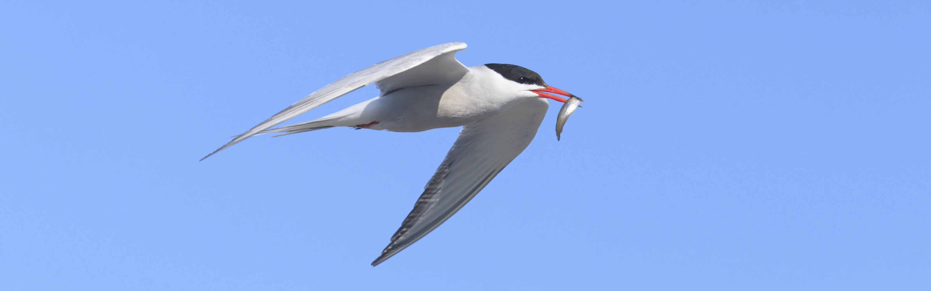 Sea birds of the Welsh coast | British sea birds | Visit Wales