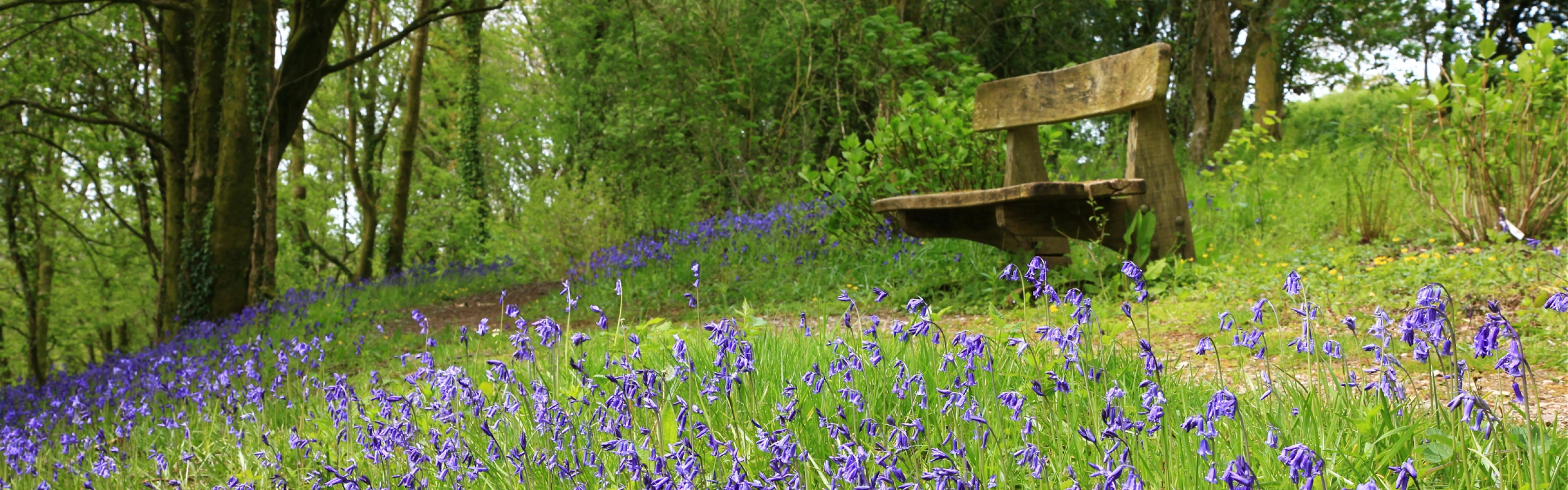 Top places to see bluebells in spring | Visit Wales