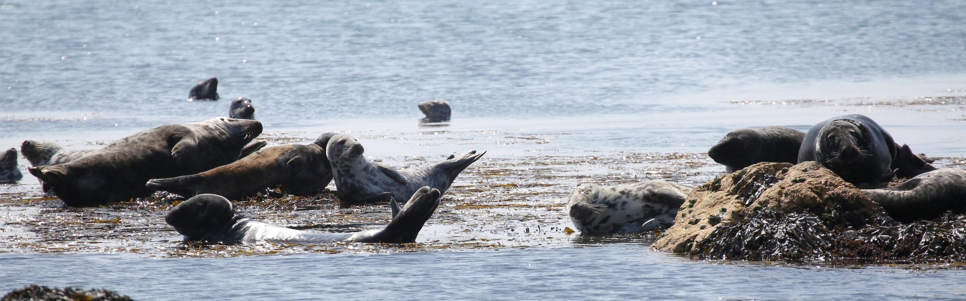 Discover Welsh animals and wildlife in Wales | Visit Wales